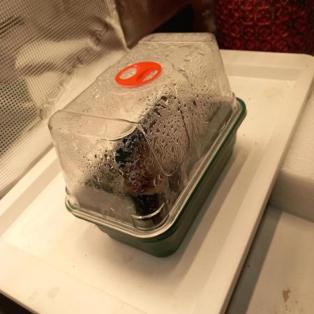 Orange Bud 2.0 Dutch Passion grow journal by Prof_Weed - GrowDiaries