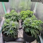 Fast Buds Lemonpaya grow journal by CannaTrope - GrowDiaries