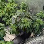 Fast Buds Gorilla Melon grow journal by CannaTrope - GrowDiaries