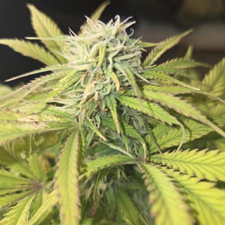GMO og grow journal by Spratticus - GrowDiaries