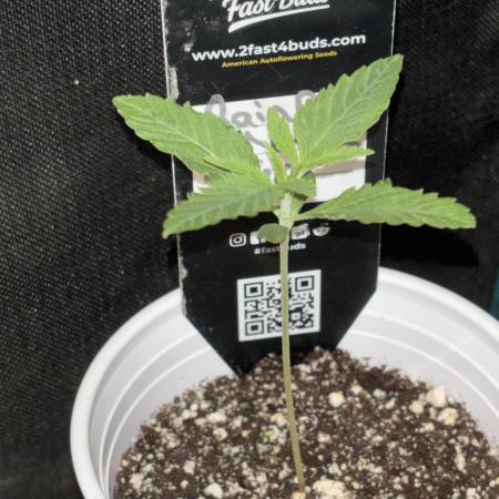 Fast Buds Rainbow Melon grow journal by HighOhioAn - GrowDiaries