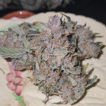 Giga glue auto grow journal by Weedman268 - GrowDiaries
