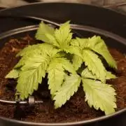 Custom Breeder & Strain OG Kush grow journal by slowlyslowly - GrowDiaries