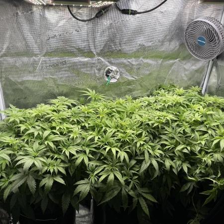 Purple Cookie Kush - Sensi Seeds grow diary by KBrox - GrowDiaries