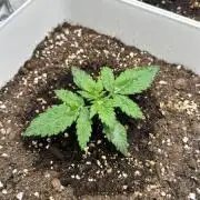 Zamnesia Seeds Sticky Beast Automatic grow diary (journal) week1 by ...