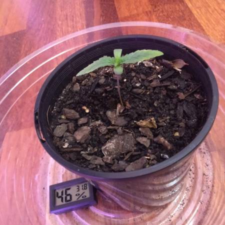 Marshydro 300w micro grow grow journal by Beastbudz420 - GrowDiaries