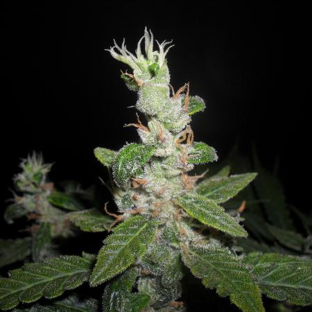 Silver Lime Haze CBD auto #2 grow journal by Happy_Rakosnicek - GrowDiaries