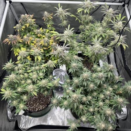 Blimburn- PBB/ Candy Candy-Cookies grow journal by MrIssa3x3 - GrowDiaries