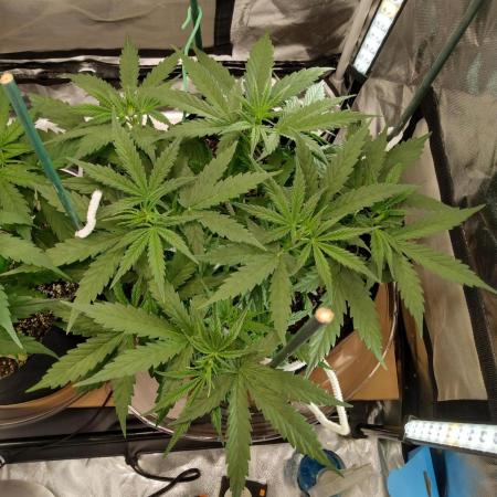 Organic Farms Skywalker OG grow journal by Ratle - GrowDiaries