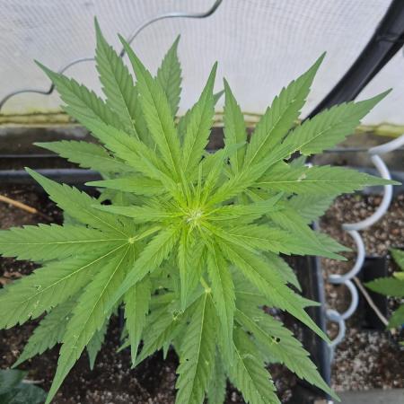 Full Report - Fat Blueberry AUTO (1) grow journal by CK-OrgGrow ...