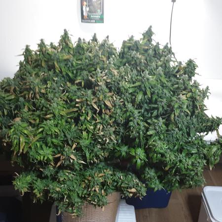 480g Daddy's grow grow journal by GODAXE - GrowDiaries