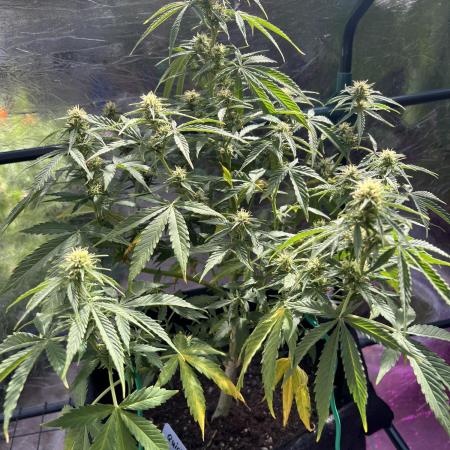 Royal Queen Seeds Quick One grow journal by MrBulldops - GrowDiaries