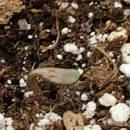 2019.03 Blue Dream'Matic Auto grow journal by MajorBudGreen - GrowDiaries