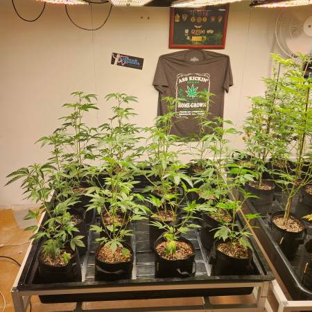 Custom Breeder & Strain Headband grow journal by BlackSmithCannabis ...