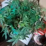 Wizard Trees RS11 grow diary (journal) by DaddyPrime2 - GrowDiaries