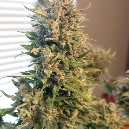 BIG Buds! Coming soon to a Grow diary near you. grow journal by ...