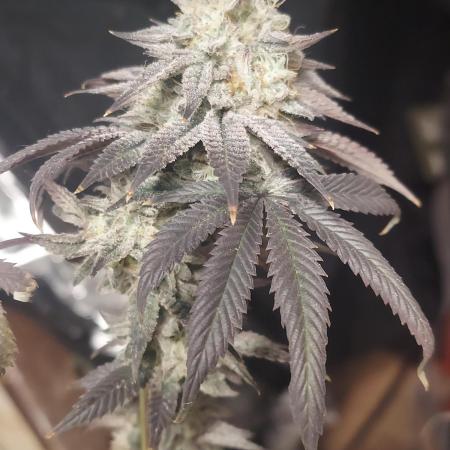 RS11 S1 (my rs11 clone selfed itself and this is the seed...