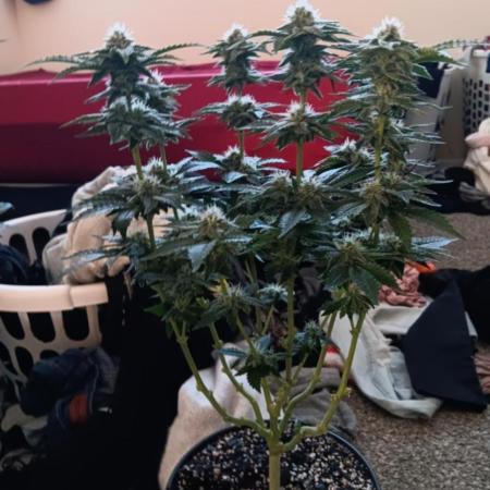 Kali dog #3 grow journal by Ninjabuds - GrowDiaries