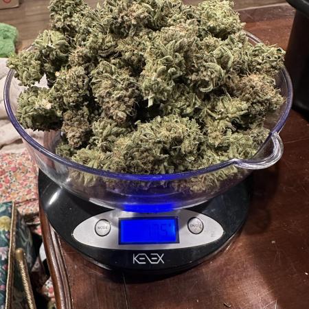 4K for grow three grow journal by heis0070 - GrowDiaries