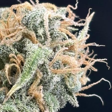 Strawberry Cheesecake - Auto grow journal by Sleepy_tree...