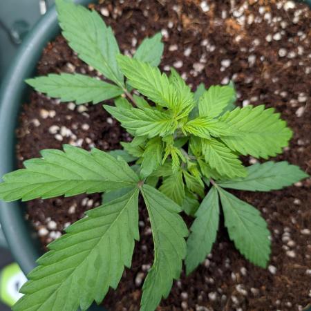 Unfortunate Lowryder Auto grow journal by Fentoozler - GrowDiaries