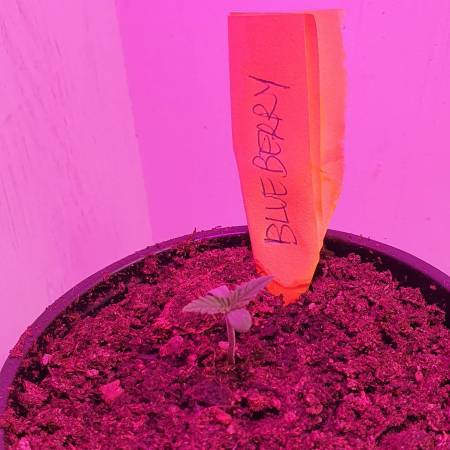Seedsman Blueberry grow journal by Hanuman - GrowDiaries