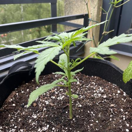 Durban poison Autoflower balcony grow journal by Springtime - GrowDiaries