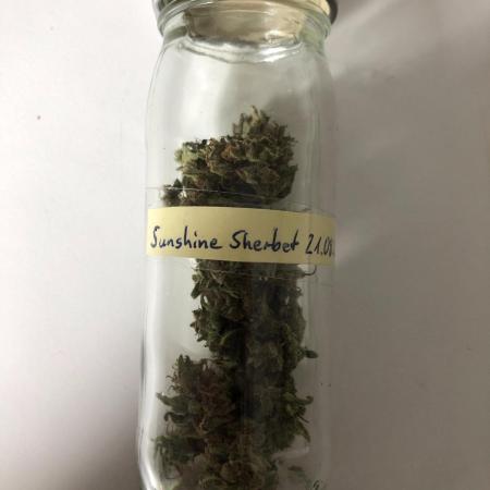 Timanfaya Auto - Zamnesia Seeds, Runtz Automatic, Sunset Sherbet ...