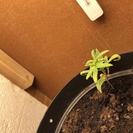Zamnesia Seeds Monster Dwarf Automatic grow journal by HerrTom ...