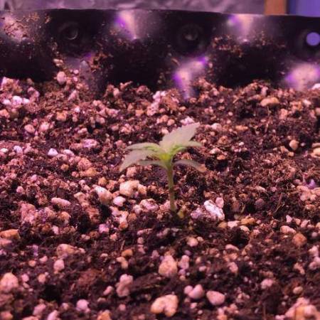 Smoothie auto by Fastbuds Genetics grow journal by Autoflower_Growers ...