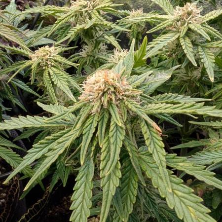 Skunk Auto Fast Buds grow journal by Suemchen - GrowDiar...