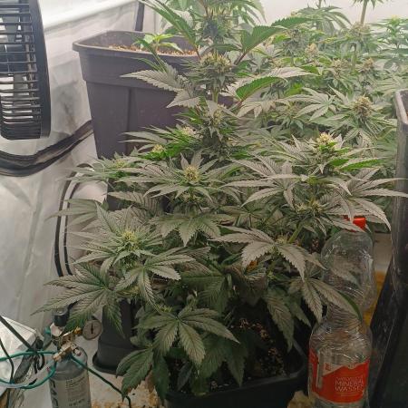 DNA Genetics - Michael Jordan grow journal by Mr_Terps - GrowDiaries