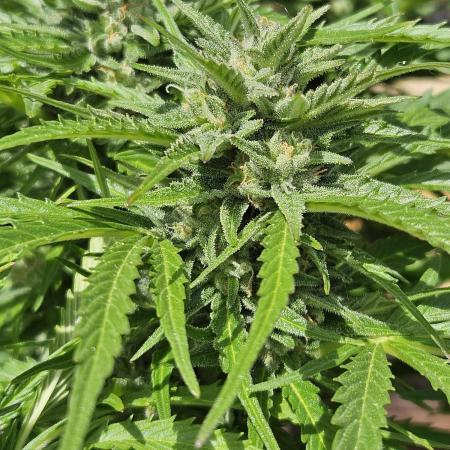 Philosopher Seeds Critical Auto XXL grow journal by NoProbation4Weed ...