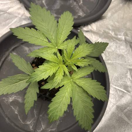 MSNL Magnum Autoflower grow journal by Elcapitan - GrowDiaries