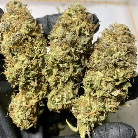 Cereal Milk, Kmintz, Skywalker OG Gelato Auto grow journal by tsf ...