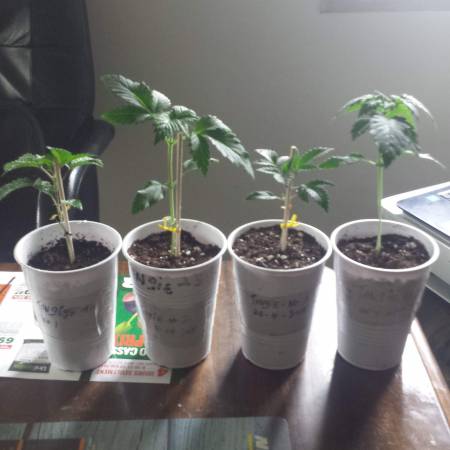 Nirvana - Tengie, Original Glue, BlackJack grow journal by Adn1hd ...