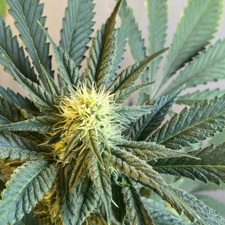 Alien Orange Gum grow journal by JustinCredible - GrowDiaries