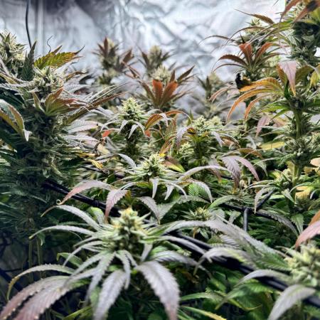 Recherche Purp-plexed 5 grow journal by Andrew12345 - GrowDiaries