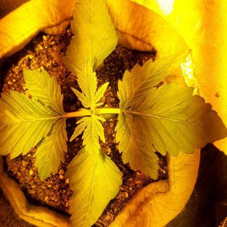 HomeandStoned Fems ExploGrow grow journal by homeandstoned - GrowDiaries