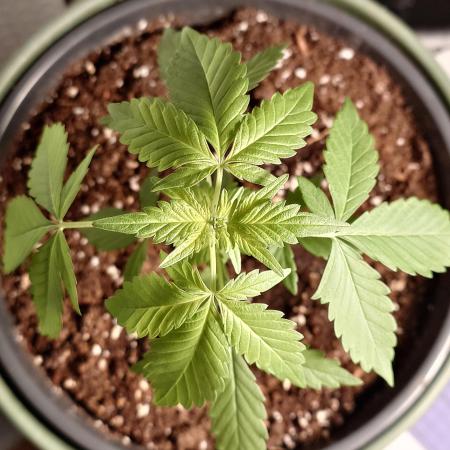 Dutch Passion Auto Duck grow journal by atout - GrowDiaries