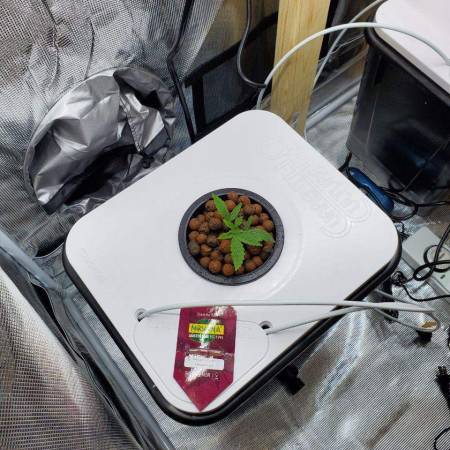 T2G1 - Raspberry Cough grow journal by Cpt_Gregorovich - GrowDiaries