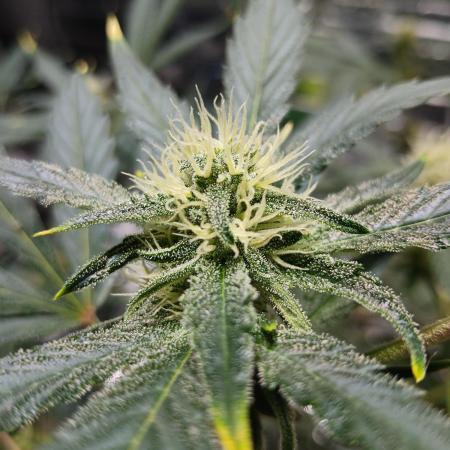 Apricot Auto Fastbuds grow journal by kdifiori_ - GrowDi...
