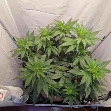 Cherry Poppers Cannabis Strain Information - GrowDiaries