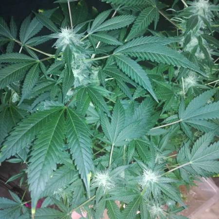 Delicious Seeds Critical Super Silver Haze grow journal by Hein56 ...