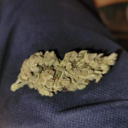 Wedding cheesecake auto outdoor grow journal by Highthom - GrowDiaries