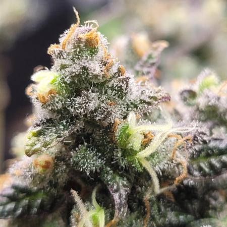 Wedding cheesecake auto again grow journal by Highthom - GrowDiaries