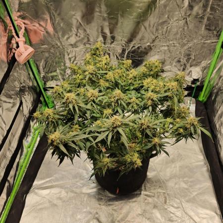 RQS Bubble Kush Autoflower Grow 🧡 grow journal by Kirst...
