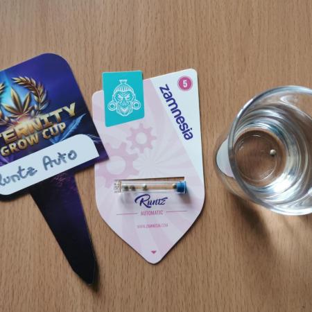 Zamnesia Seeds Runtz Automatic grow journal by BudBeezy - GrowDiaries