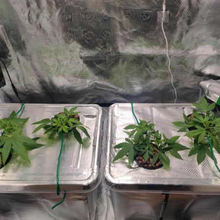 F1 Epsilon, second grow. grow journal by stealthgrow420 - GrowDiaries