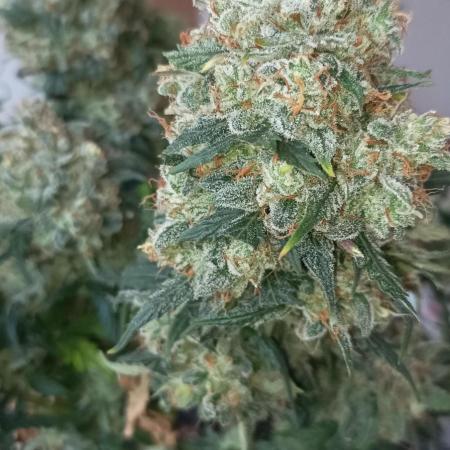Zamnesia Seeds AK-420 Automatic grow journal by Hexahydrat666 - GrowDiaries